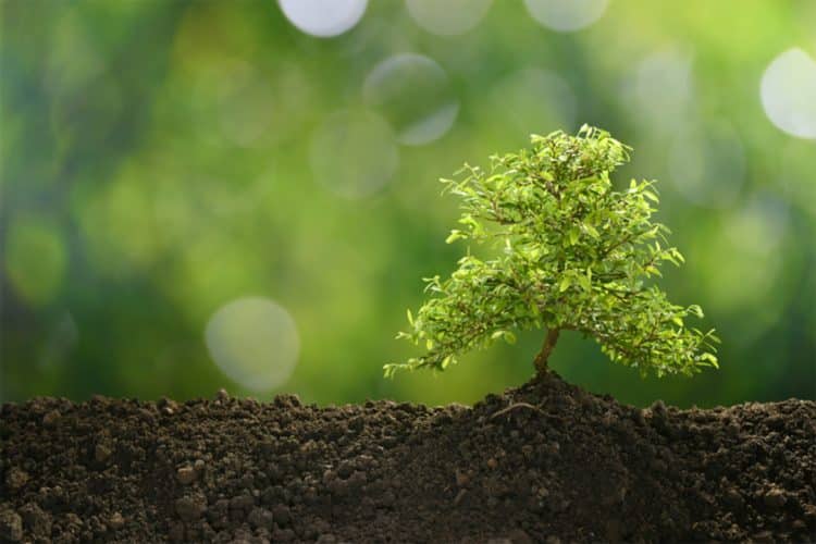 Living Art: Tree Shaping Techniques for Beginners - Hobbies To Start