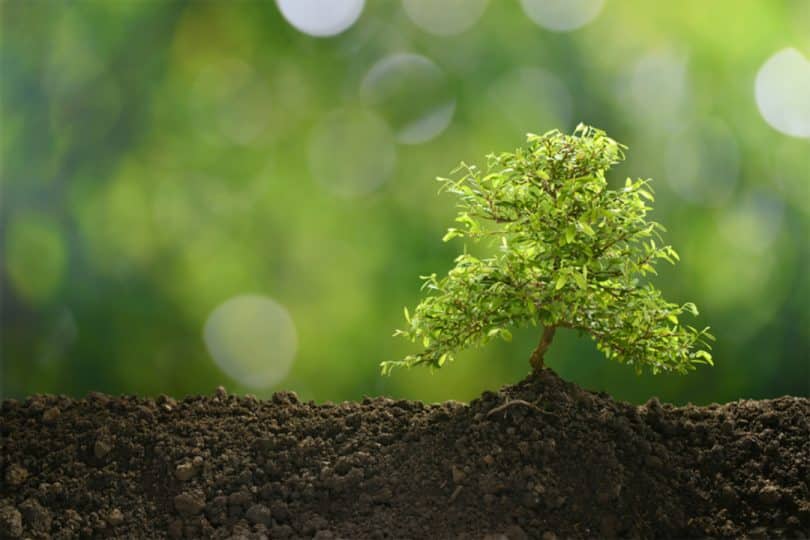 Living Art: Tree Shaping Techniques for Beginners - Hobbies To Start