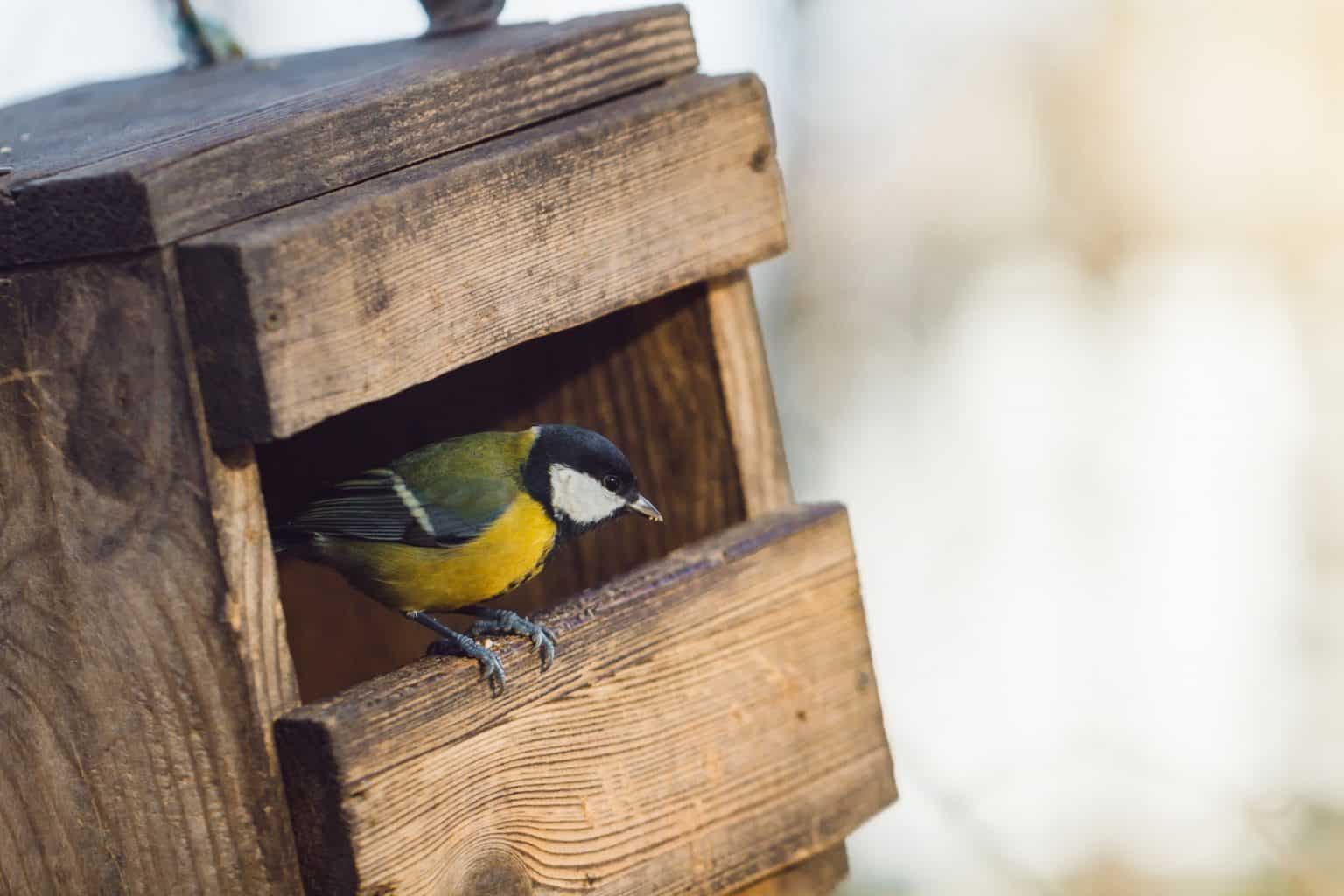 Bird Watching: 4 Simple Things You Need to Start - Hobbies To Start